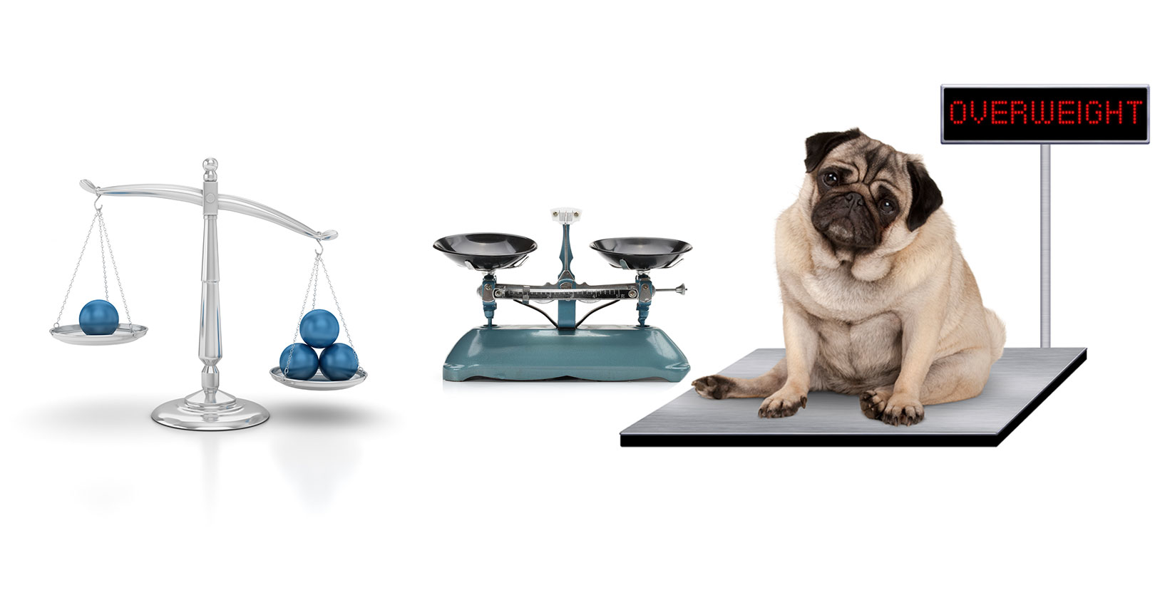 Weighing Your Options: How to Choose the Right Scale | New Equipment Digest